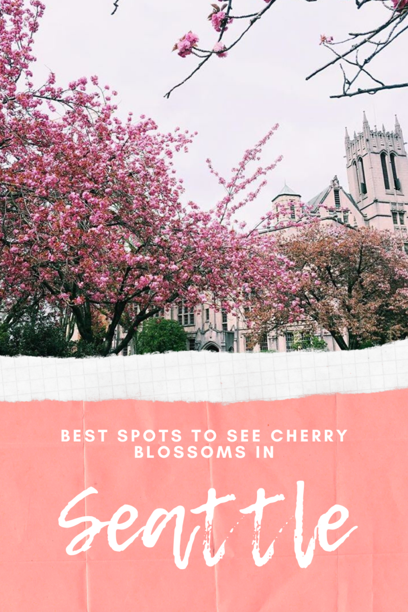 Best of Seattle's Cherry Blossoms - Northwest Blonde