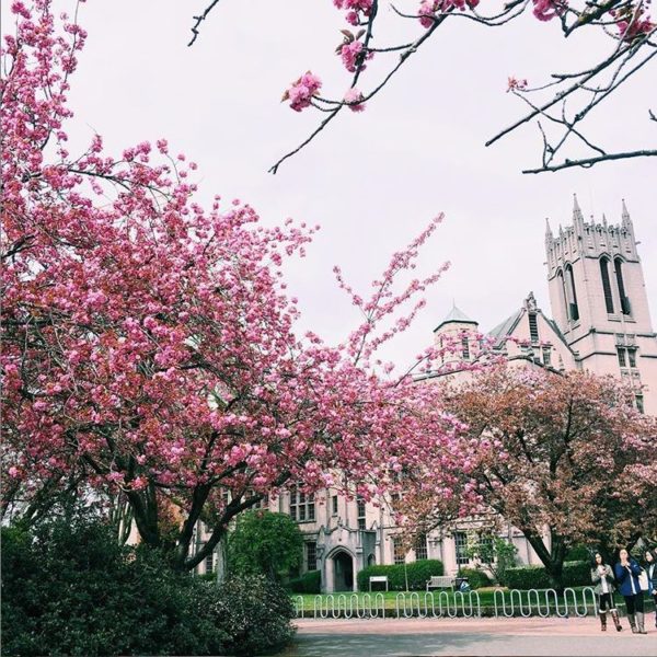 Best of Seattle's Cherry Blossoms - Northwest Blonde